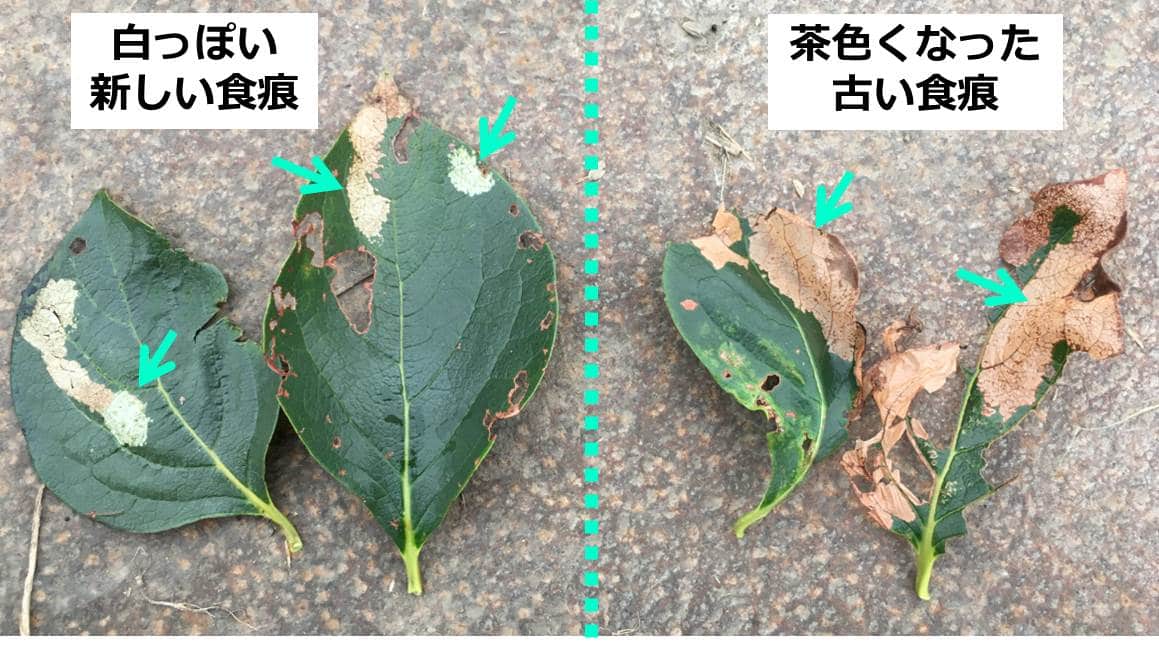 イラガ幼虫駆除 | イラガ 幼虫 刺された : プロがすすめる毛虫の駆除対策・蛾の退治方法 – DADYA